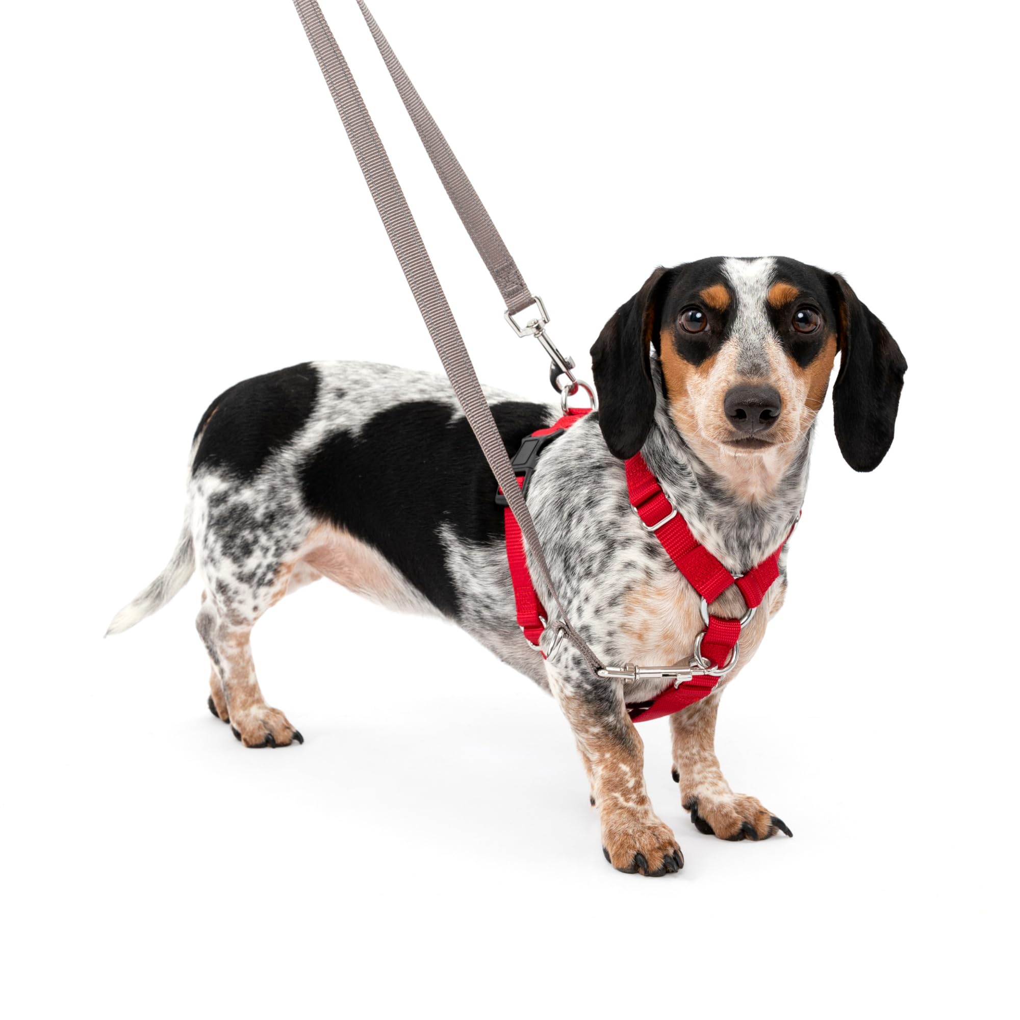 Snapklik.com : Sure-Fit Harness - Maximum Adjustability - Soft Padded ...