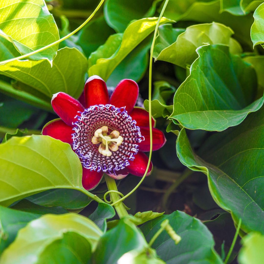 Granadilla Tree Flower