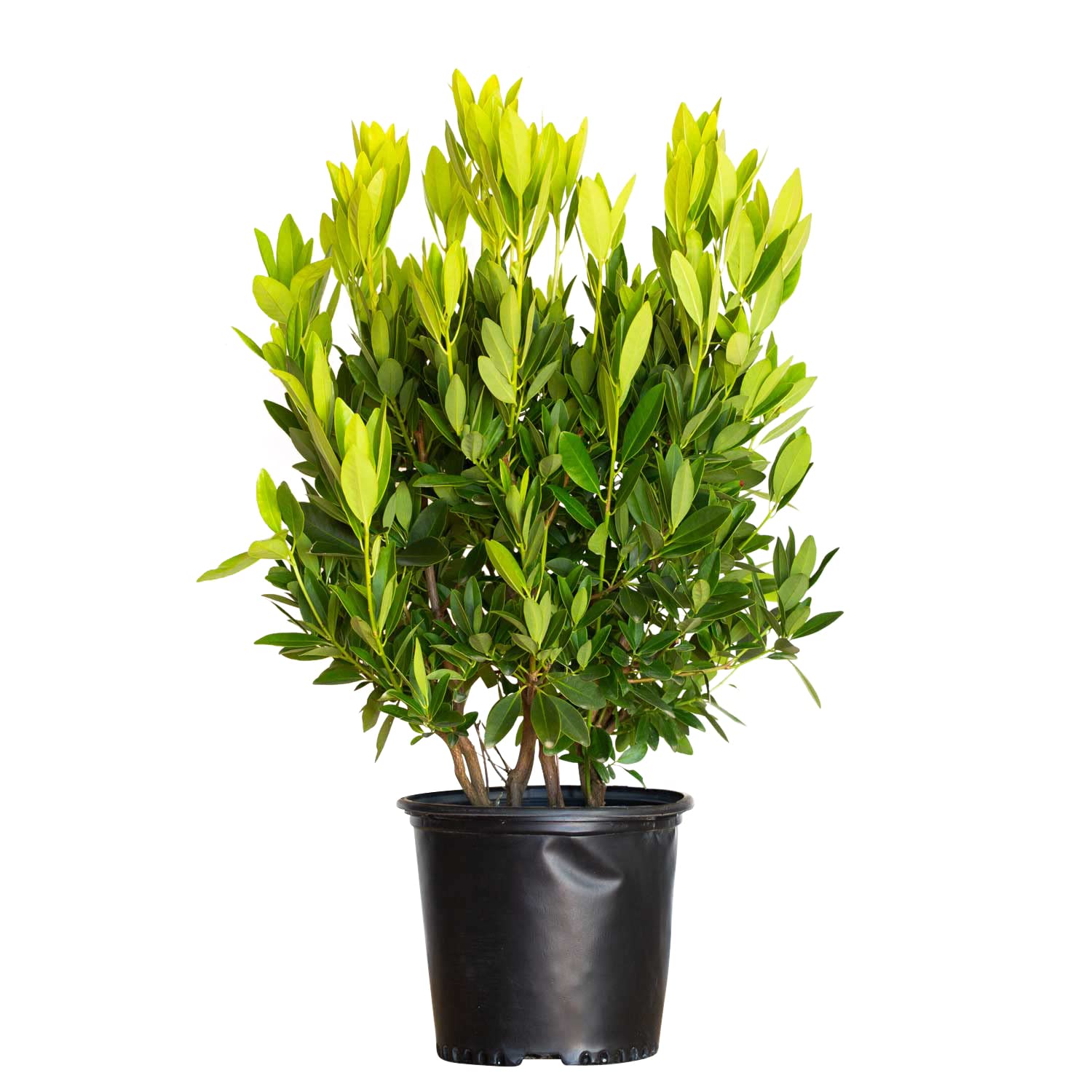 Anise Parviflorum