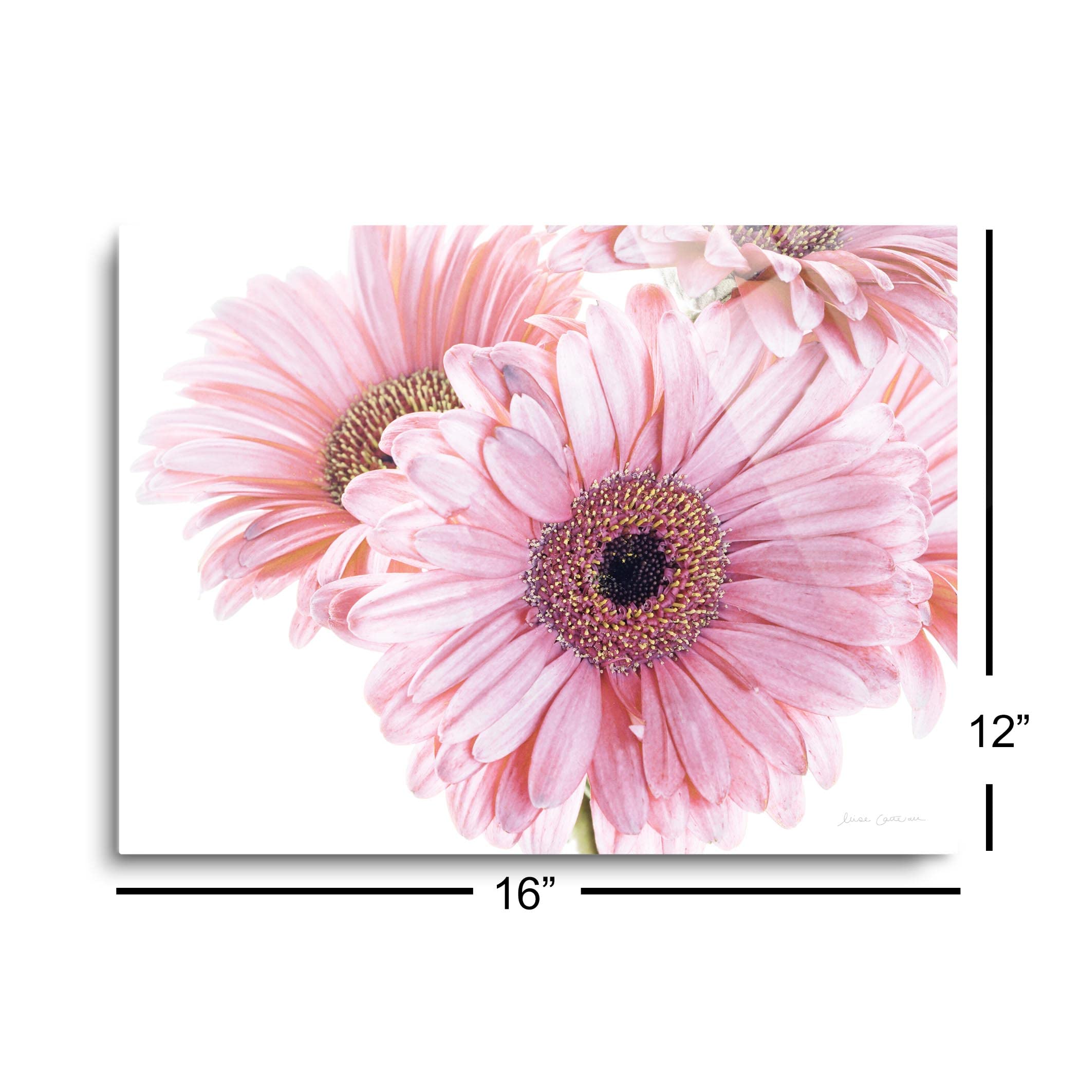 Pink Gerbera Daisy Tattoo