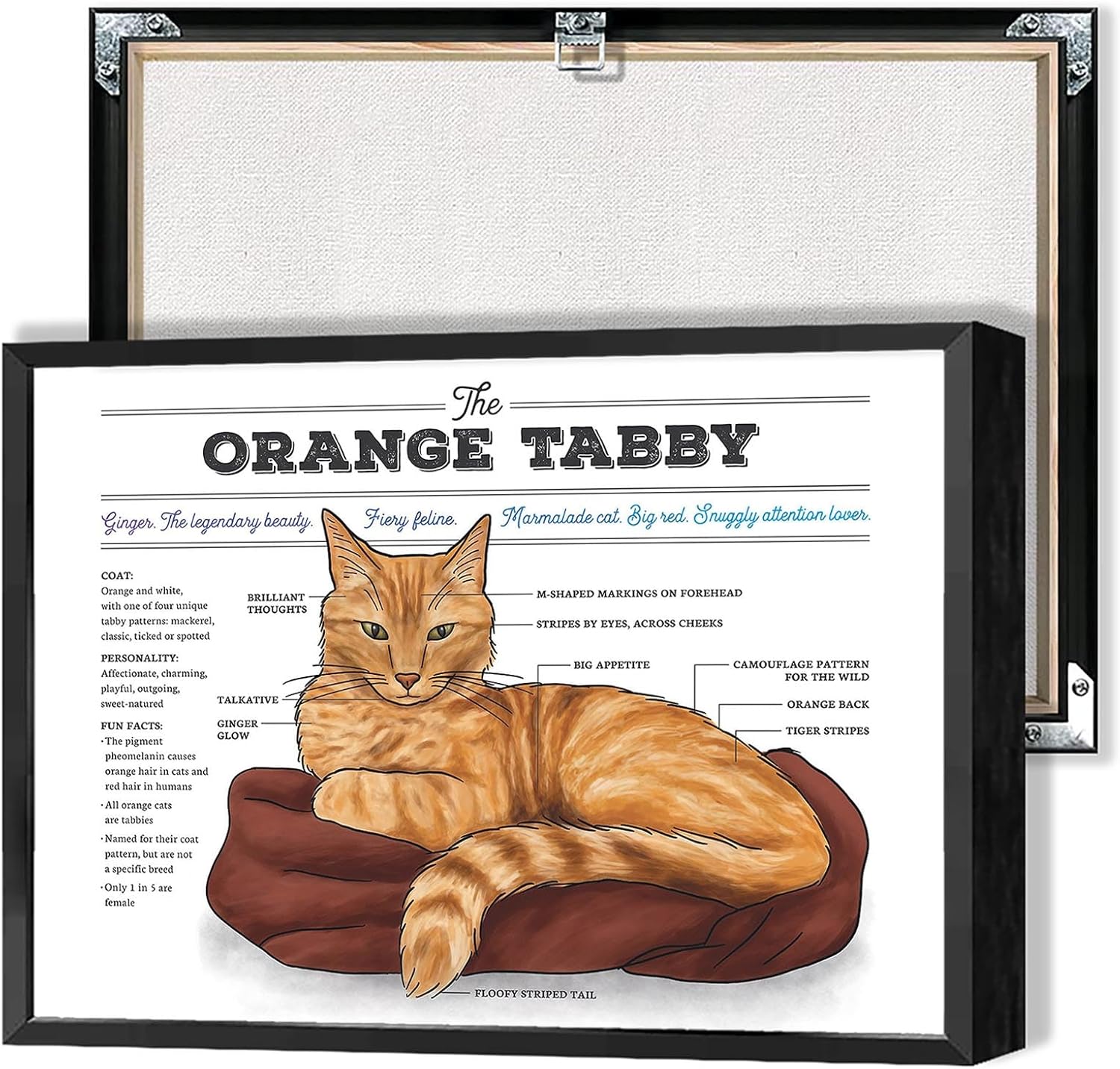 Amazon.com: Retro Orange Tabby Cats Anatomy Canvas Posters Funky ...
