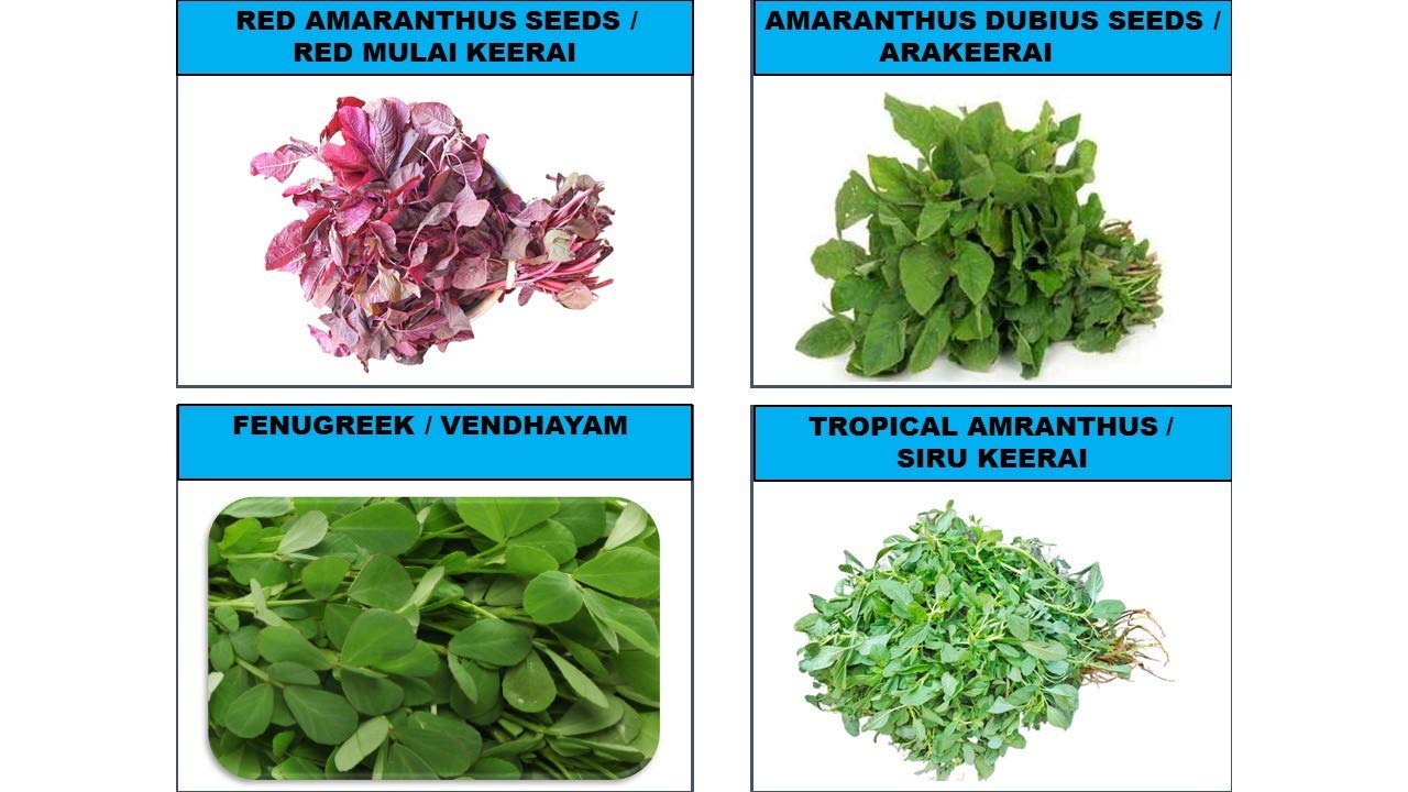 4 Variety Combo Leaf Vegetable Seeds/Combo Spinach Seeds (4700+ Seeds ...