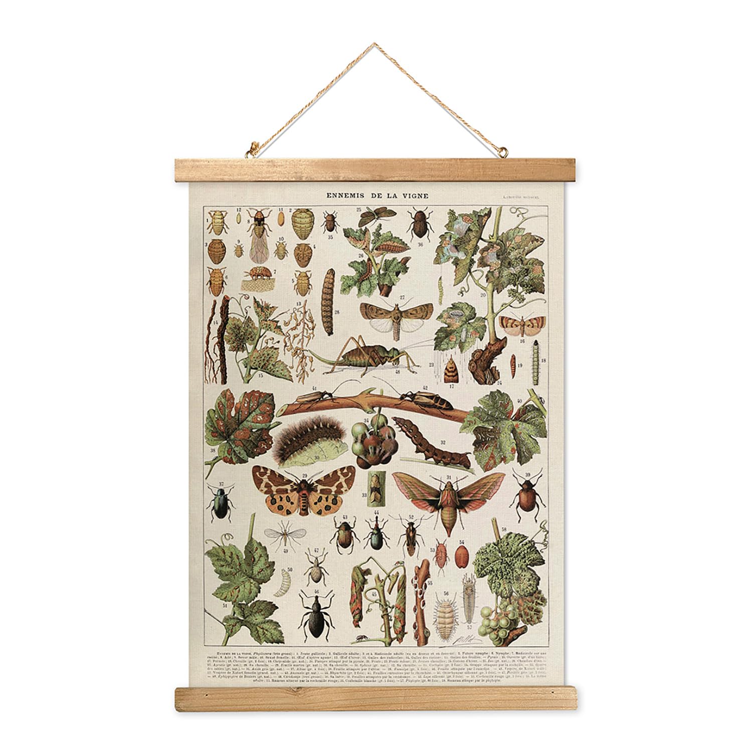 Amazon.com: MIDEFINCH Vintage Insect Poster with Wooden Frame - Retro ...