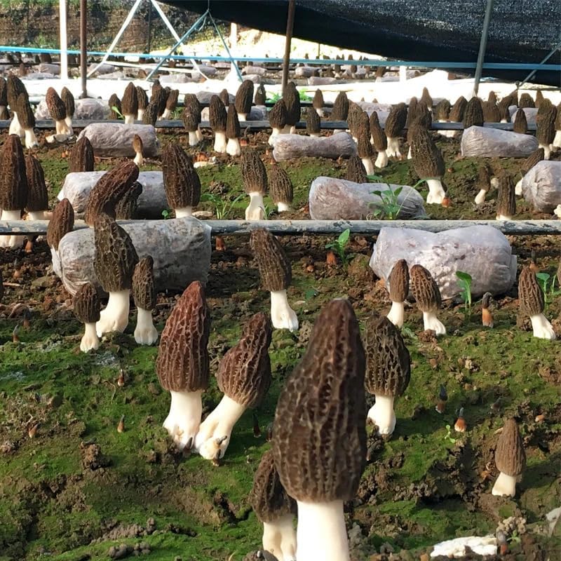 Morel Mushrooms Life Cycle Fungi Mushroom Mycelium Spore Stock ...
