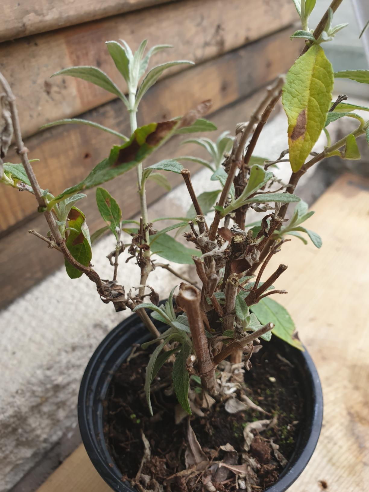 1 X BUDDLEIA DAVIDII 'Buzz Velvet' Butterfly Bush DECIDUOUS Shrub Plant ...