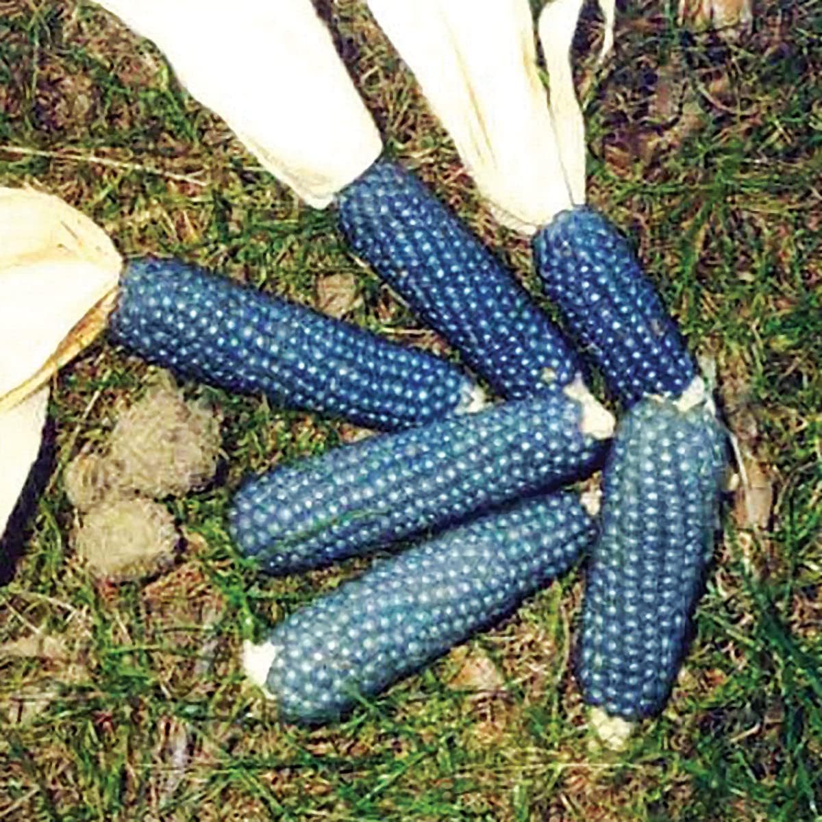 Amazon.com : Rare Corn Seeds for Planting - 25 Seeds per Packet ...