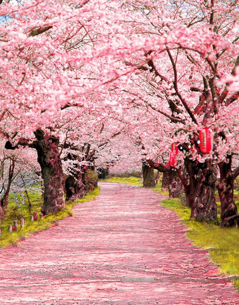 Background Pictures For Computer Spring