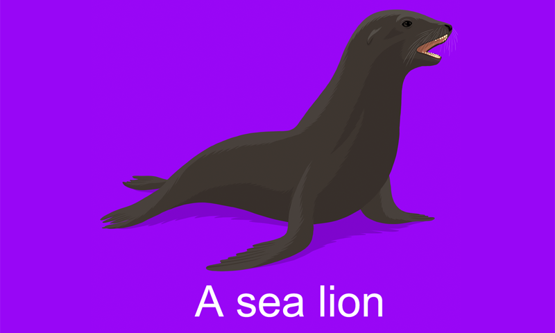 Sea Animals - App on Amazon Appstore
