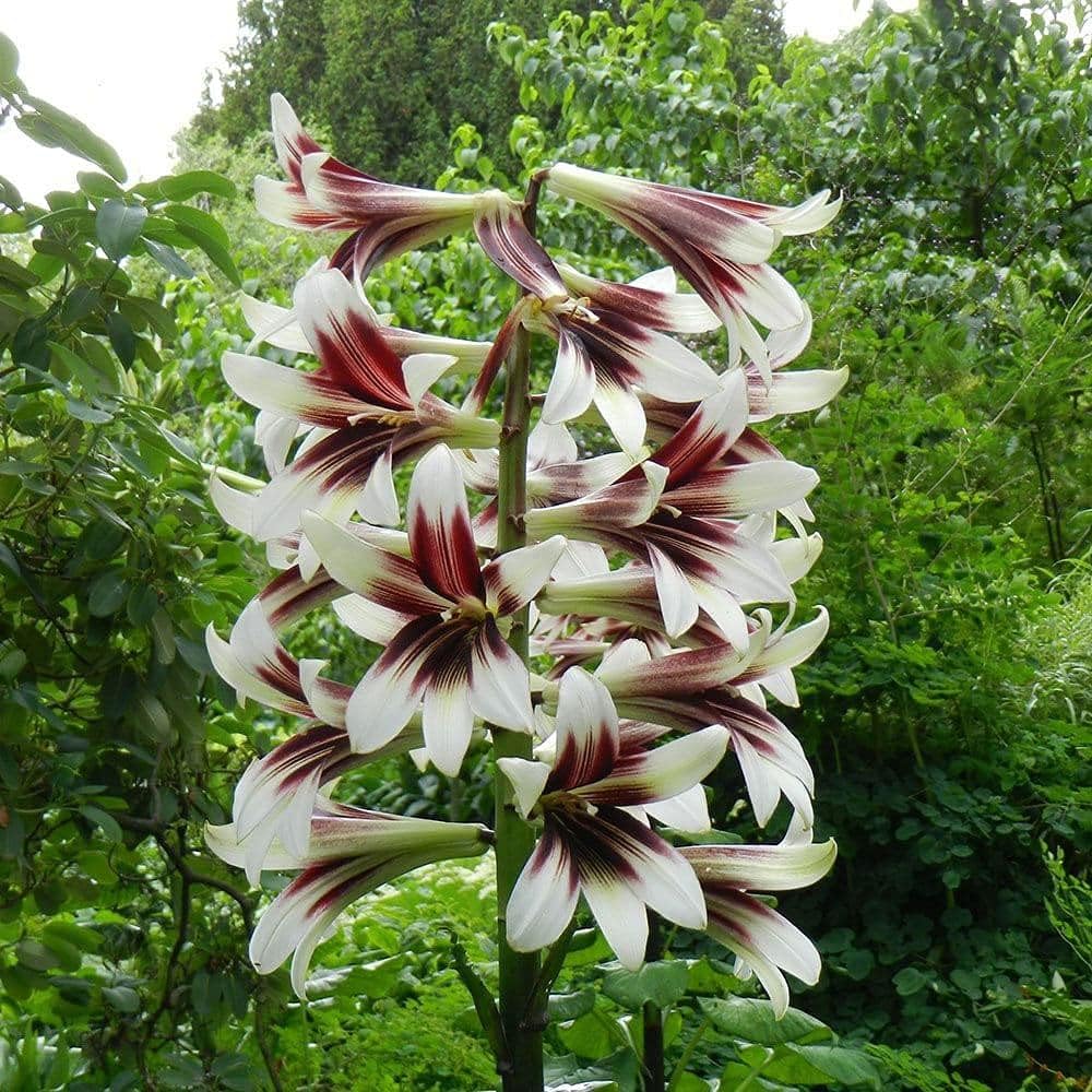 Amazon.com : Cardiocrinum giganteum | Giant Himalayan Lily | 20_Seeds ...