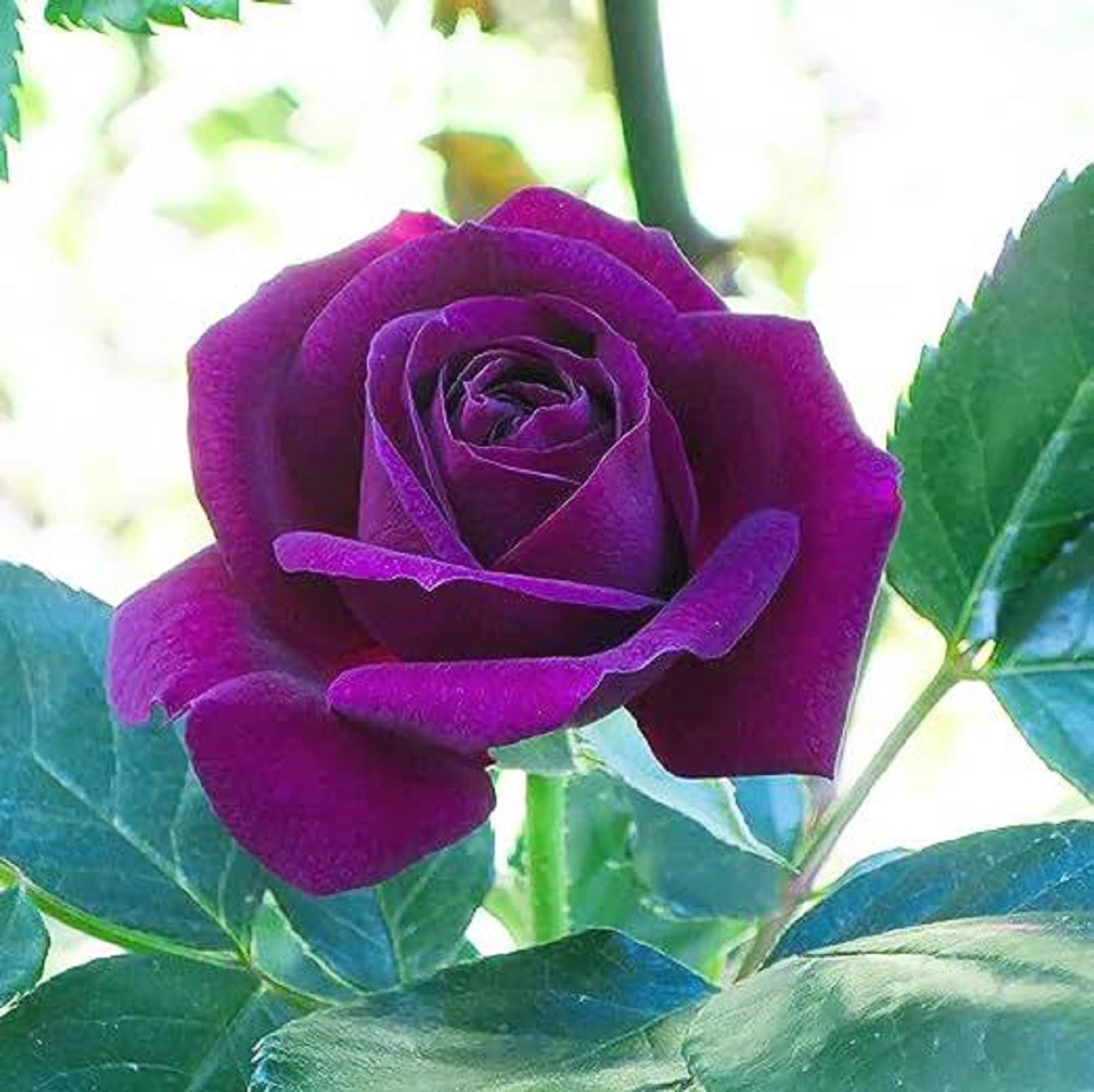 Flor Rosa Morada La Rosa Morada Es Un Género De Plantas Perennes
