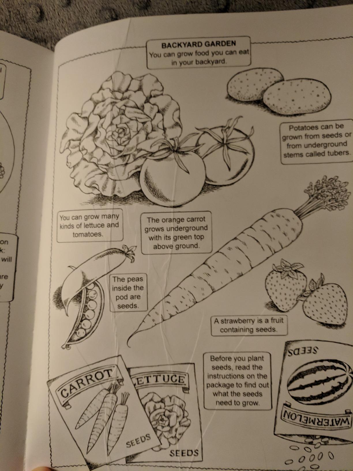 My First Book About Backyard Nature: Ecology for Kids! (Dover Science ...