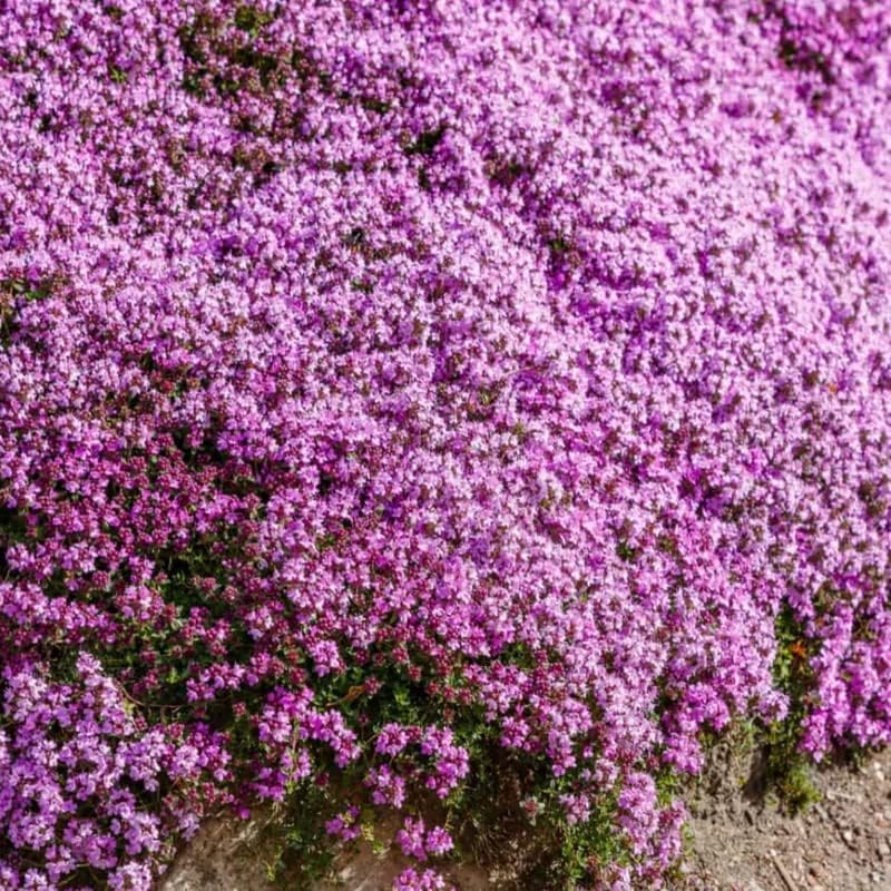 Planta de inicio viva de tomillo rojo rastrero de 3 Inc cubierta de ...