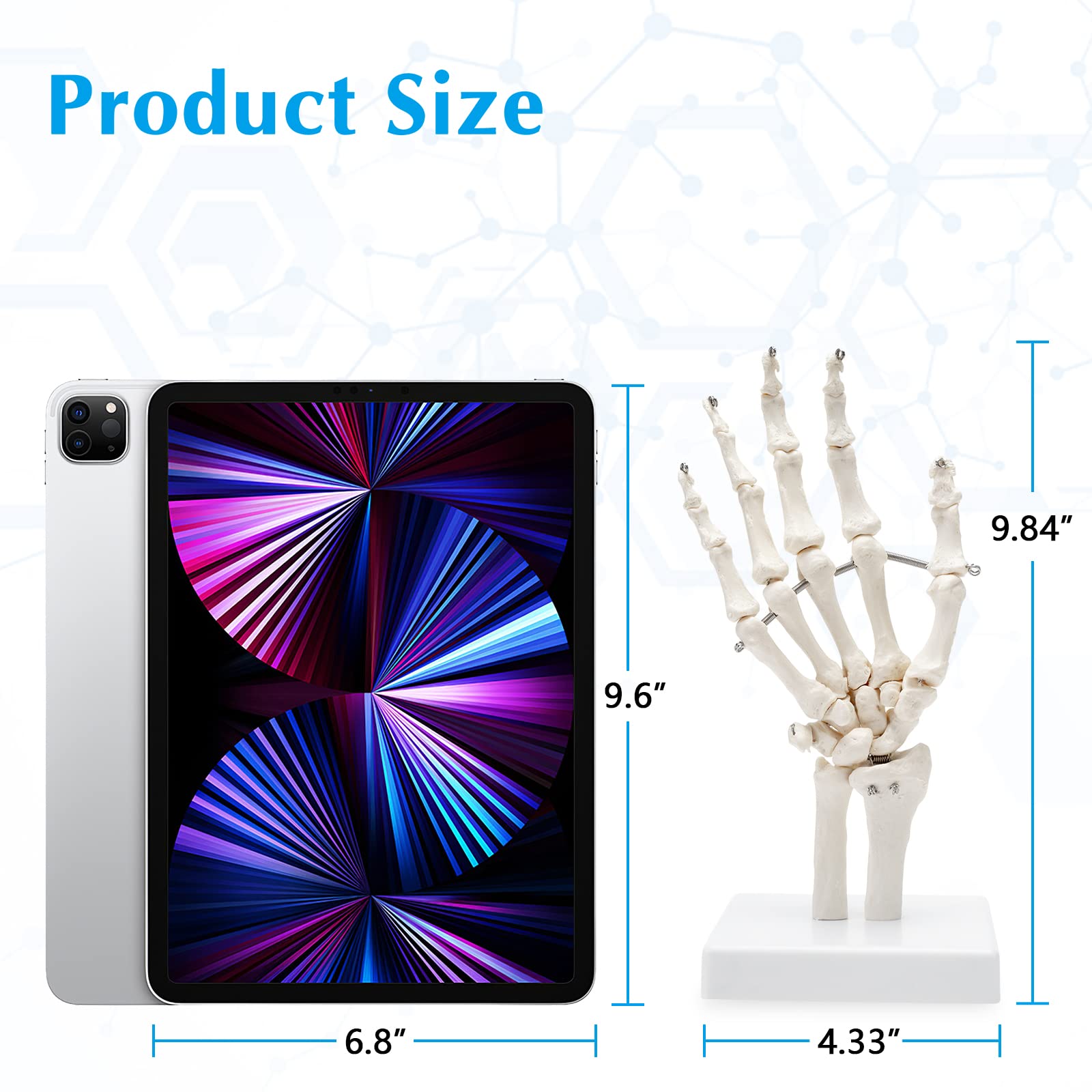Snapklik.com : SKUMOD Hand Joint Model, Human Hand Anatomical Model ...