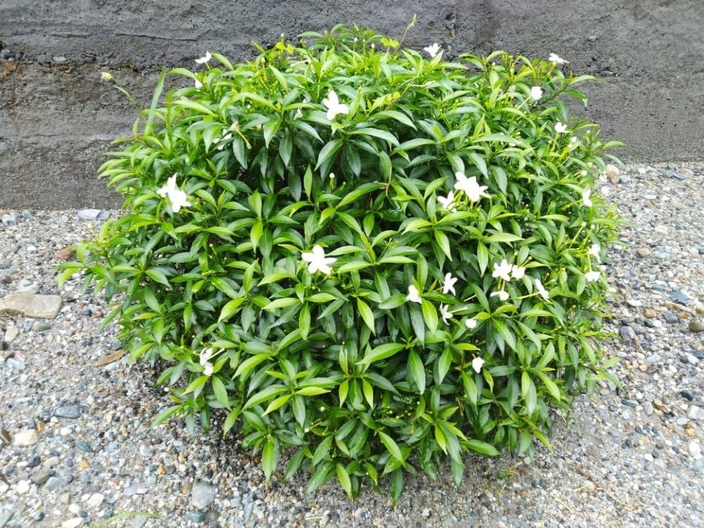 Cloud Farm Live Chinese Tagar Mini Chandni Crape Jasmine Flower Live ...