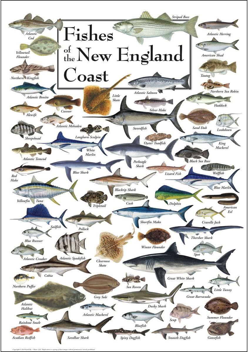 Amazon.com: Earth Sky + Water - Fishes of the New England Coast ...