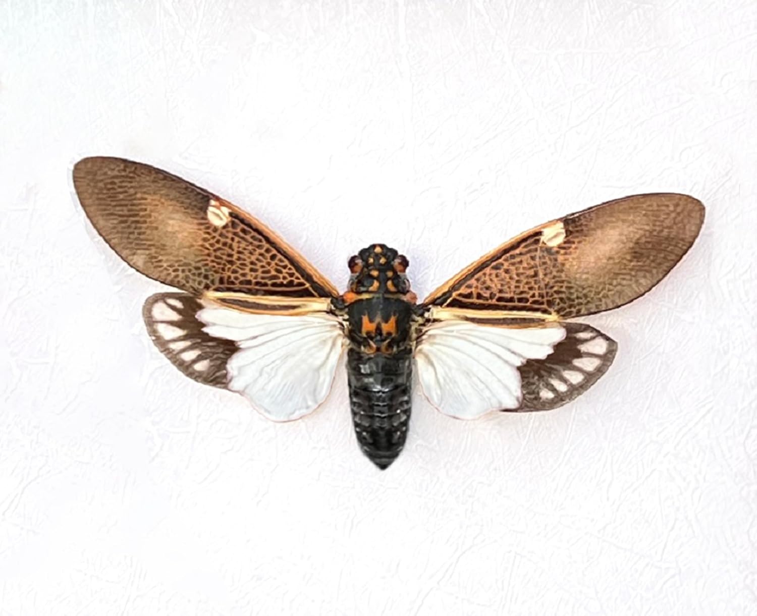 Amazon.com: Real Cicada Spread Specimen Taxidermy Raw Entomology ...