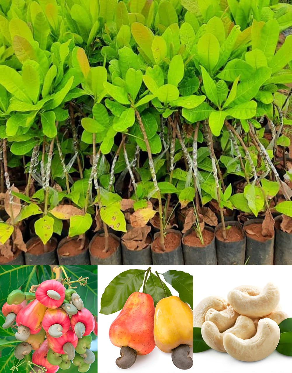 Kaju Tree Plant | Plant Saplings (Pack of 1) : Amazon.in: Garden & Outdoors