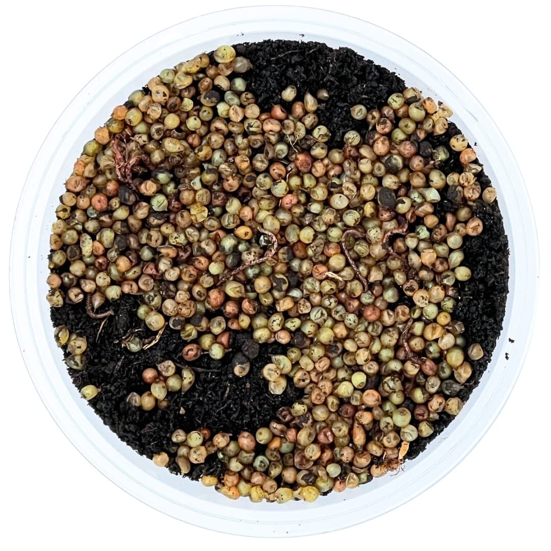 Earthworm Cocoons For Sale Why Your Soil Needs Earthworms, And 5 Ways