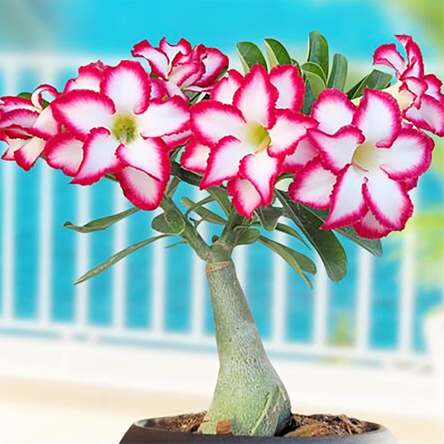Amazon.com : QAUZUY GARDEN 10 Desert Rose (Adenium Obesum) Seeds ...