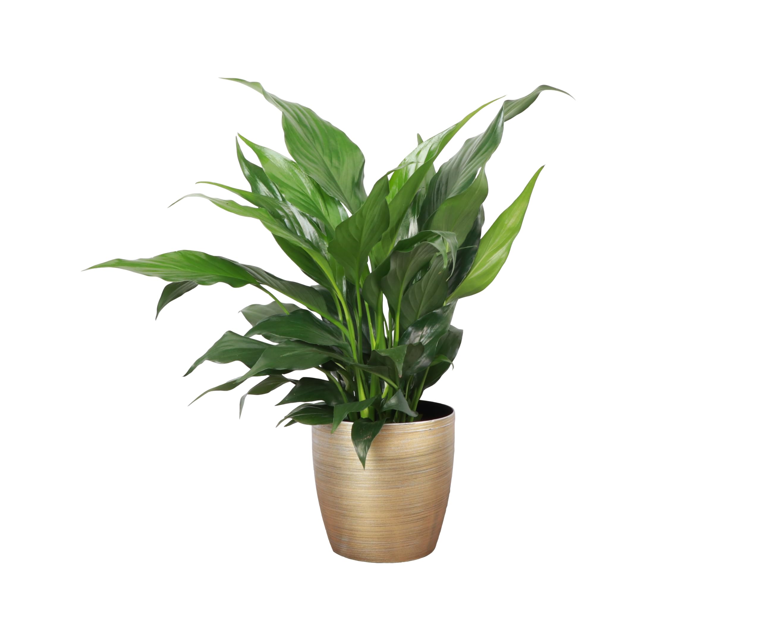 5 Best Gold Leaf Plant | Stop Killing Your Gold Leaf