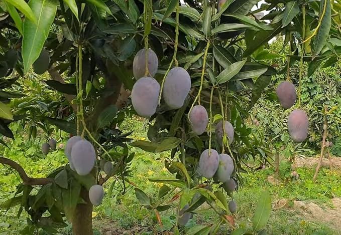 Cloud Farm Live Ambika Mango Plant Grafted 1 Healthy Live Plant CF_34 ...