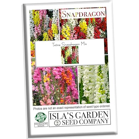 Amazon.com : Dwarf Snapdragon Seed Mix 1000+ Seeds for Planting Indoors ...