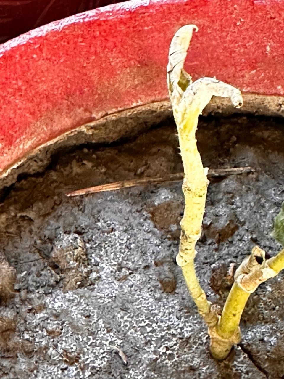 GREEN LINE Live White Aak Madar Calotropis Gigantea Medicinal Plant ...