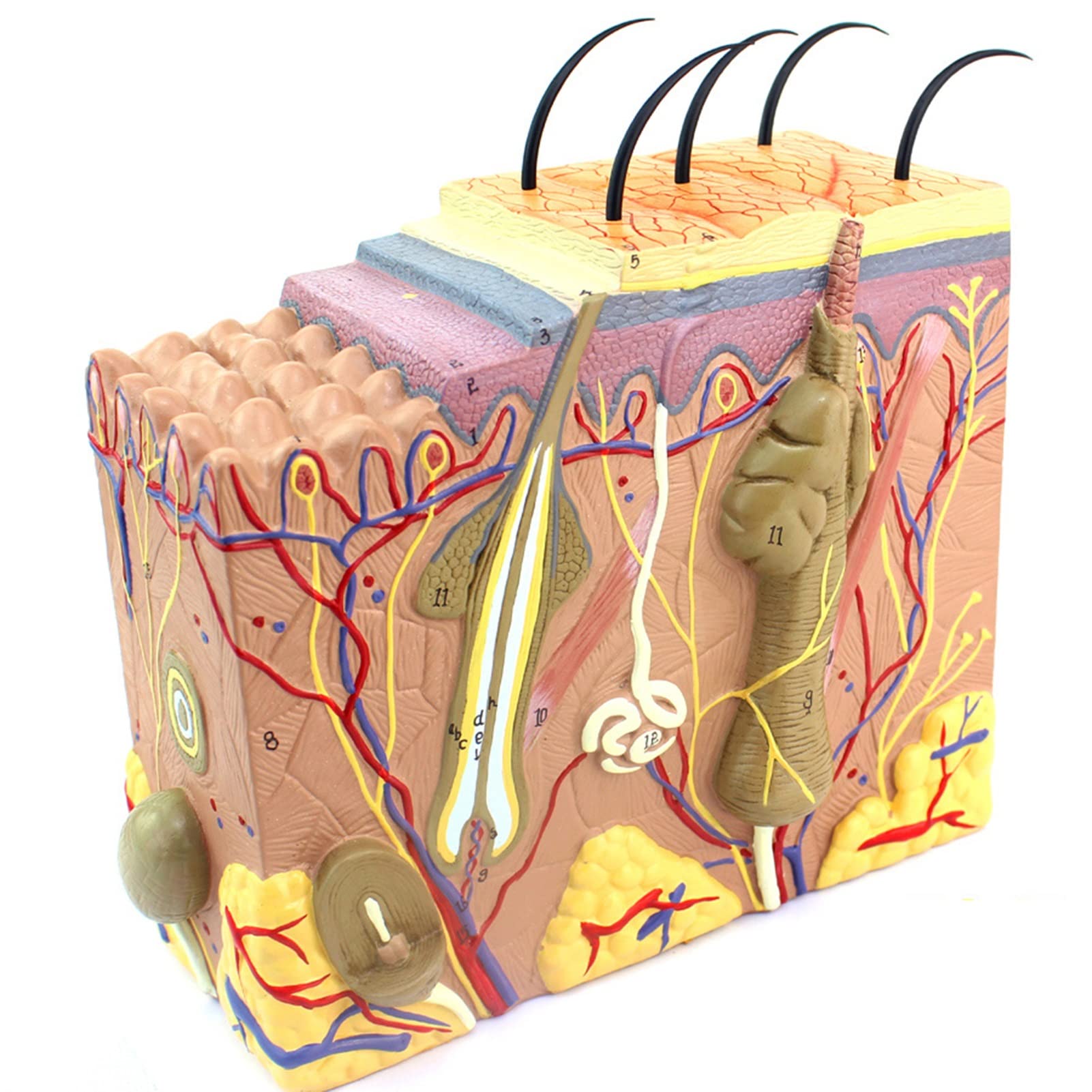 Buy 70x Magnified Human Anatomical Skin Tissue Structure Model ...