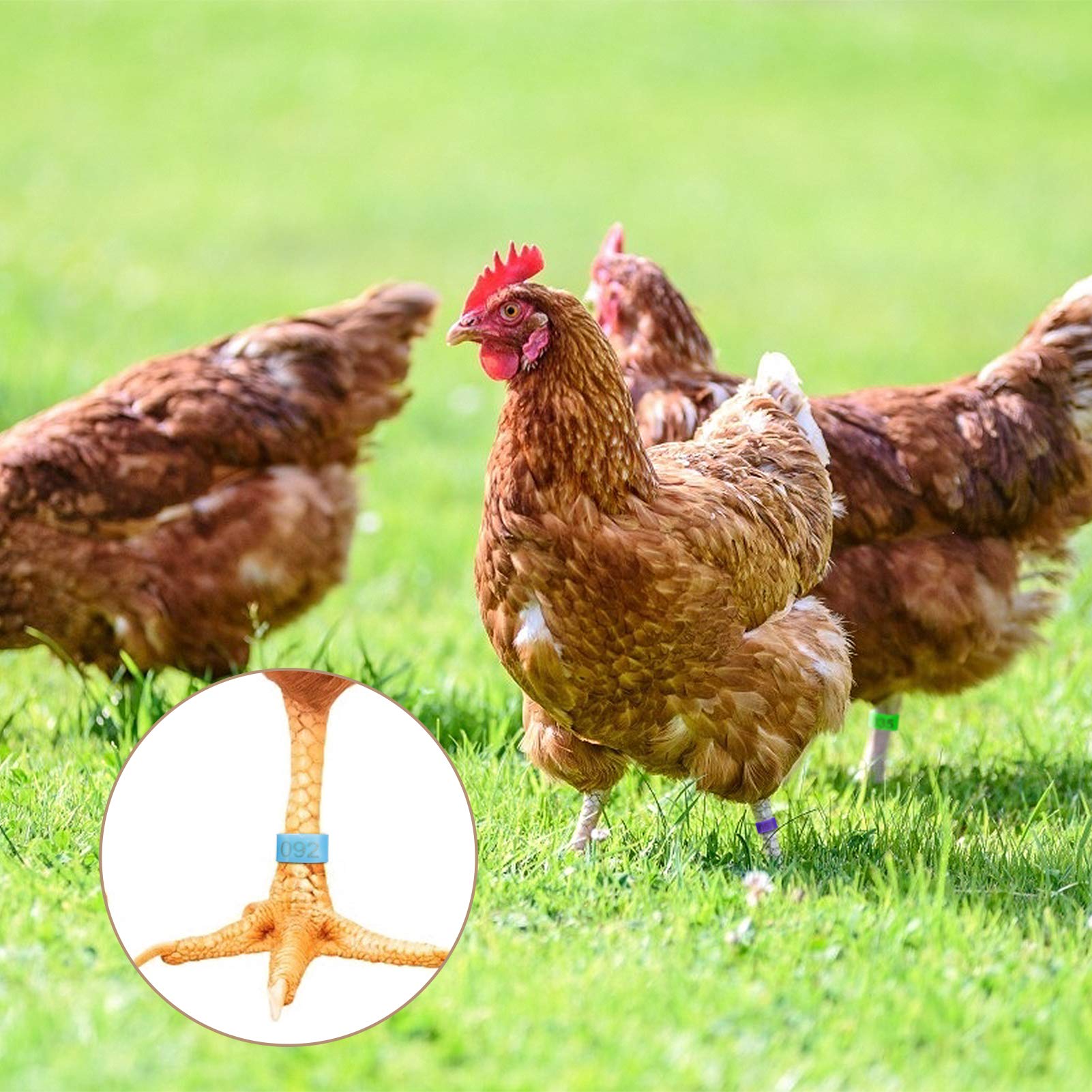 Snapklik.com : 16mm 100 Pcs Chicken Leg Rings - Colorful Readable ...
