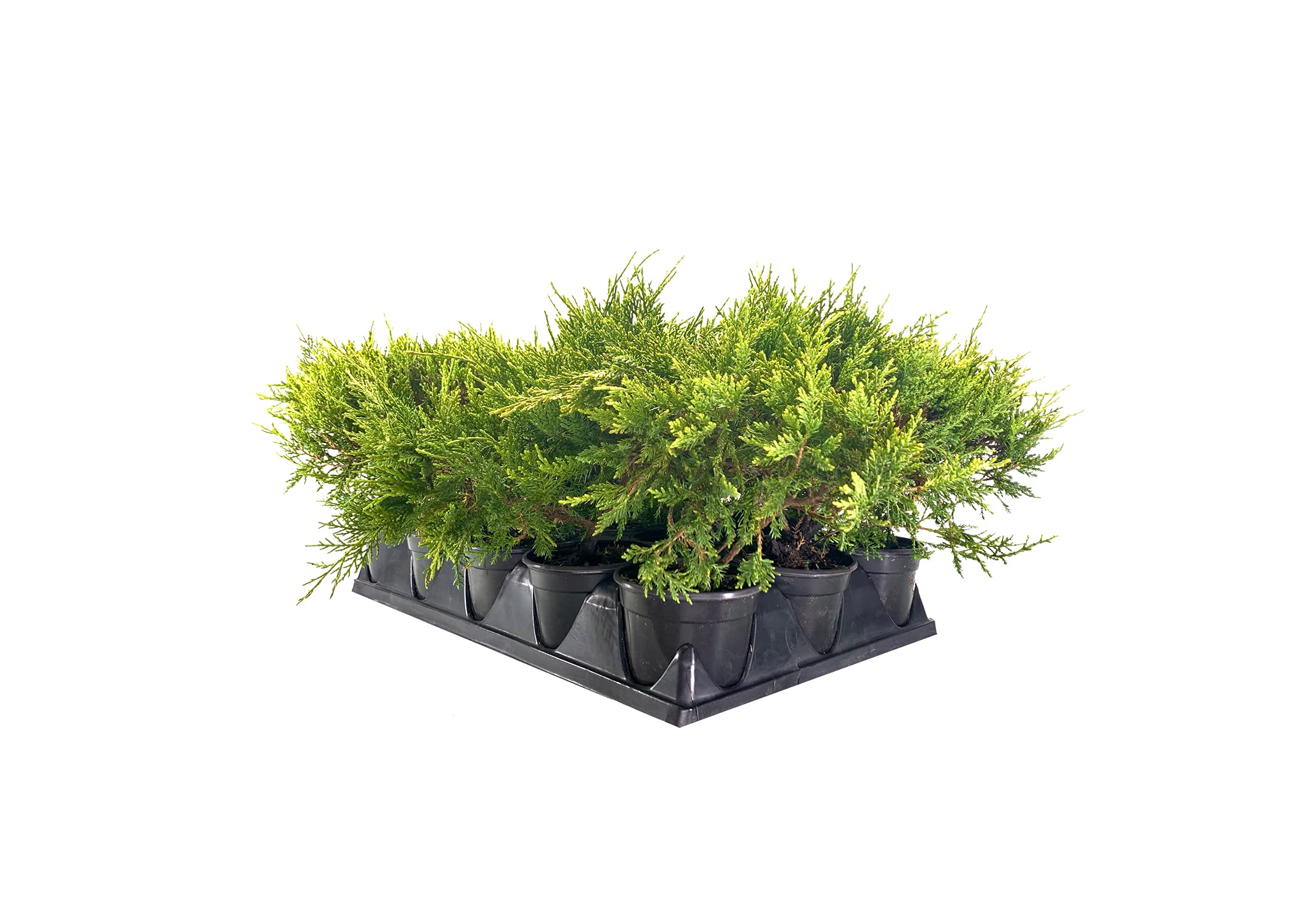 Amazon.com : Old Gold Juniper - 1 Live 4 inch Pot - Juniperus Chinensis ...