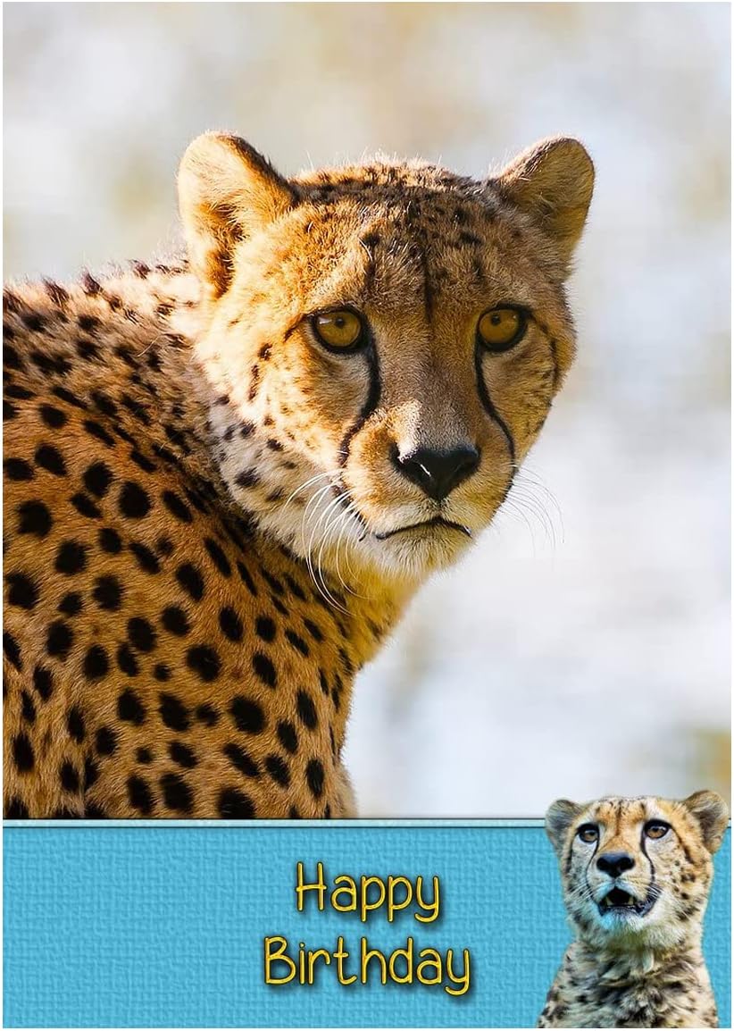 Cheetah Birthday Card : Amazon.co.uk: Stationery & Office Supplies