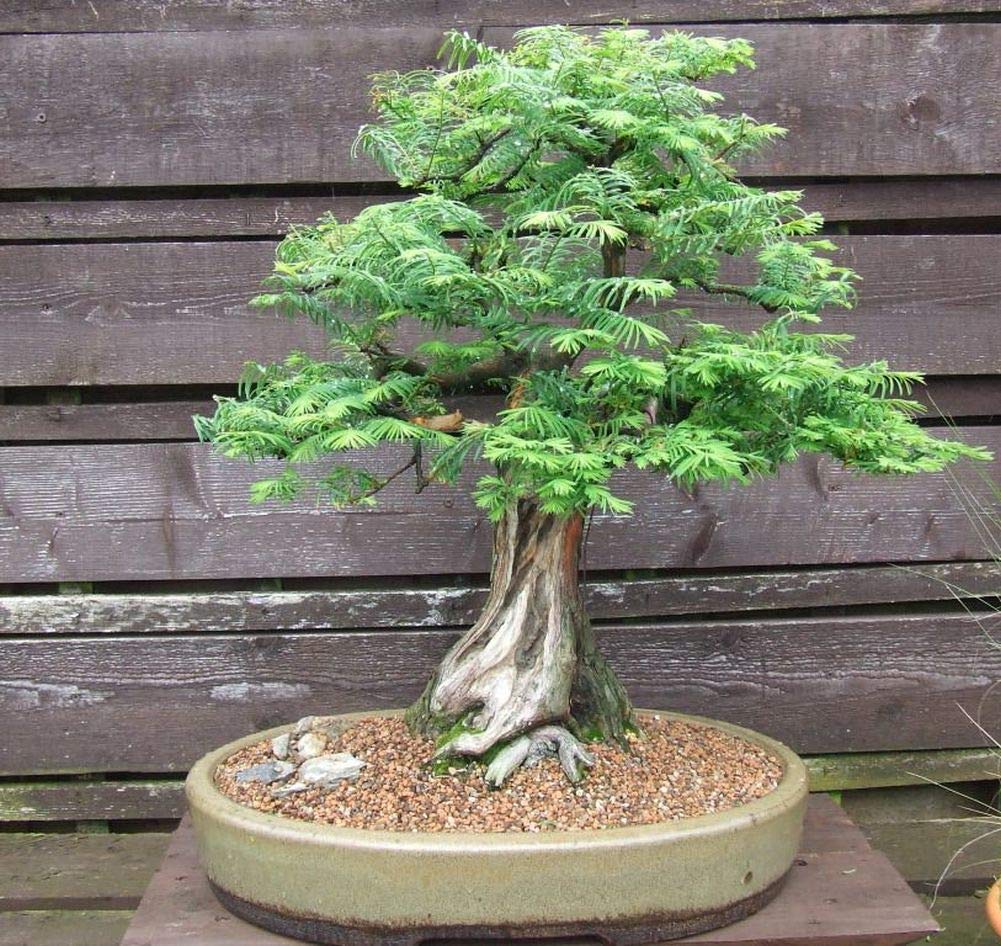 Dwarf Dawn Redwood Bonsai