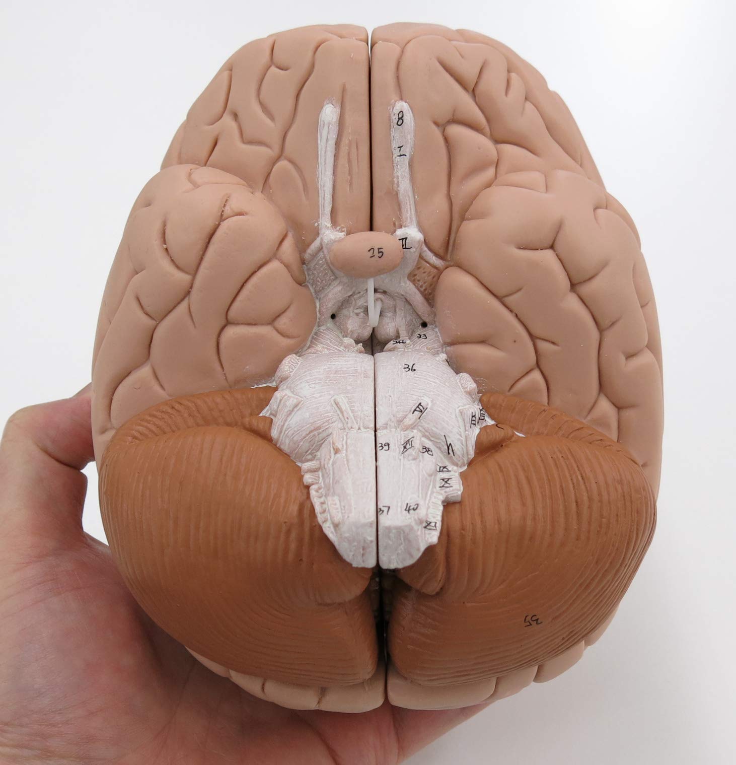 3d Brain Anatomy Software