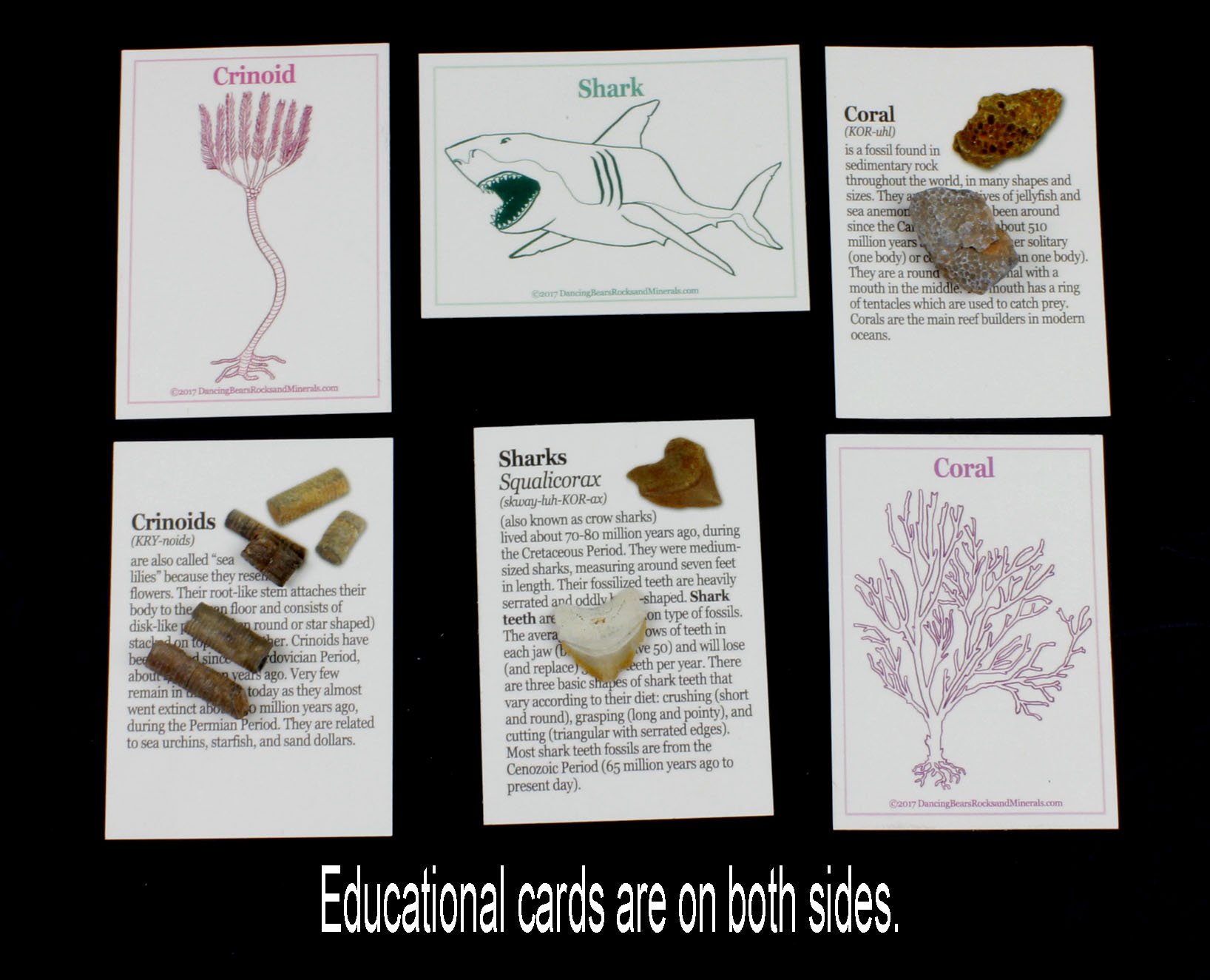 DANCING BEAR Fossil Collection Kit (12 pc): Trilobite, Dinosaur Bone ...