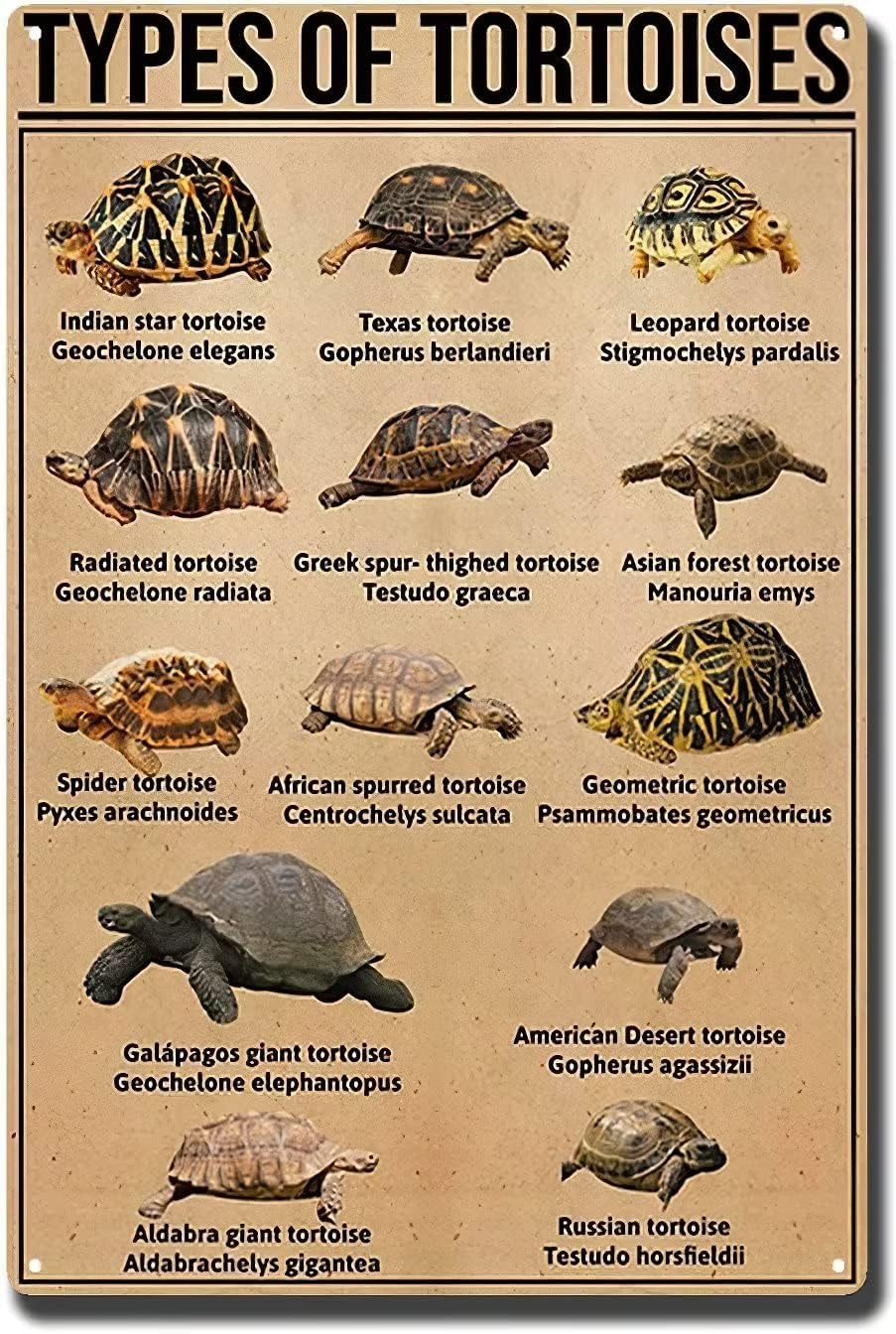 Amazon.com : Ligati Types of Tortoise Tin Sign Tortoise Knowledge ...