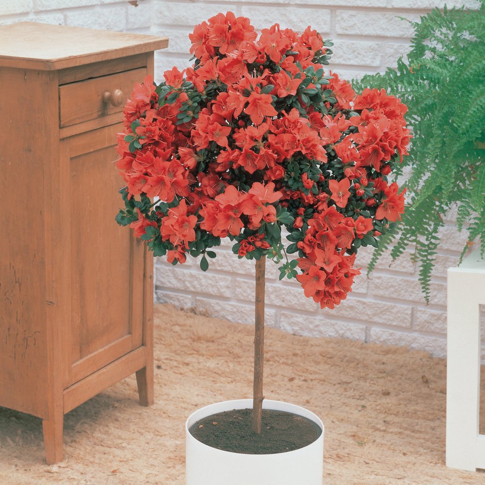 Buy Azalea Standard Shrub Mini Tree Low Maintenance Evergreen Plant ...