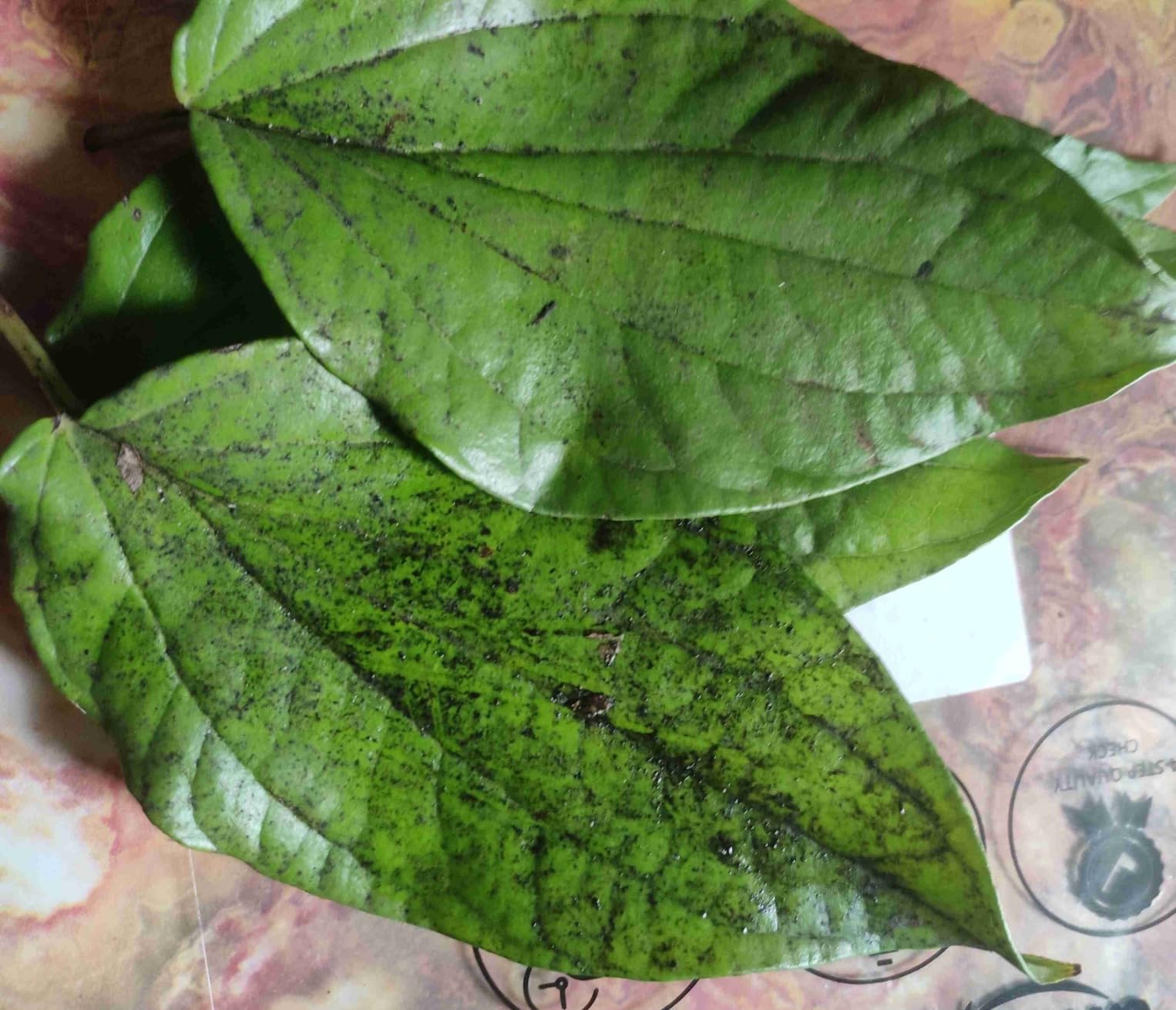 Fresh Betel Leaf(Paan Ka patta), 5 Pcs, 11 grams : Amazon.in: Grocery ...
