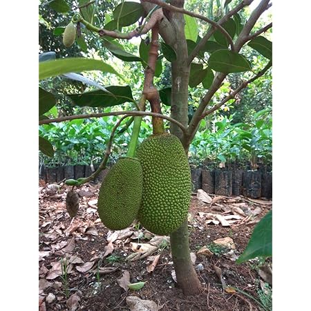 Royal Paradise Garden Live Jack Fruit Tree Rare - Tropical 1 Healthy ...