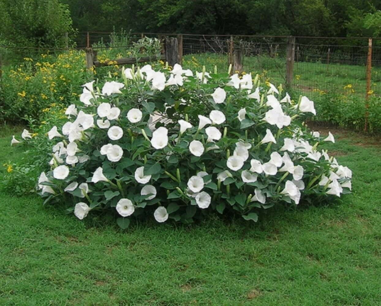 White Trumpets