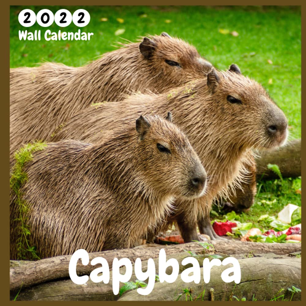 Buy Capybara 2022 Wall : Official Capybara 2021, 12 Months, Capybara ...