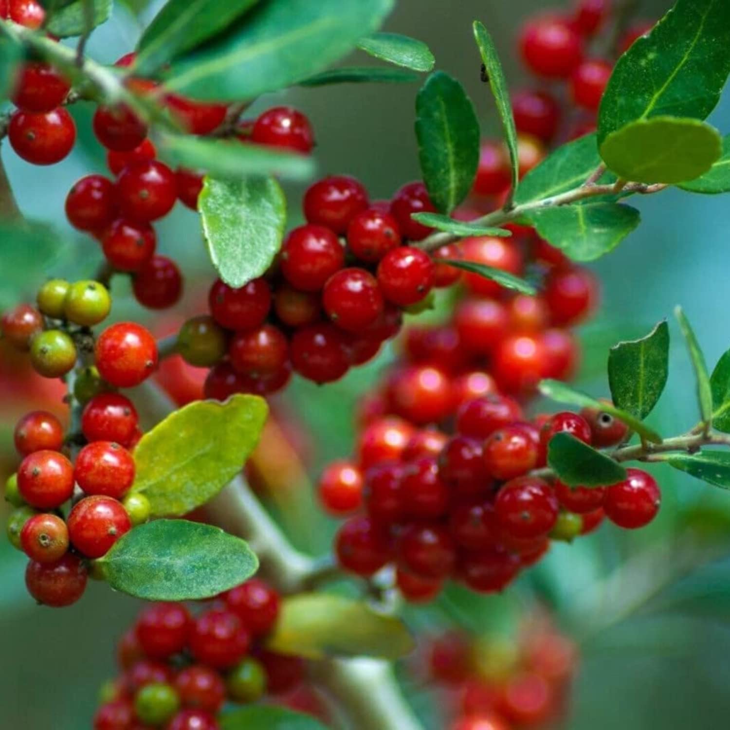 Holly Bush