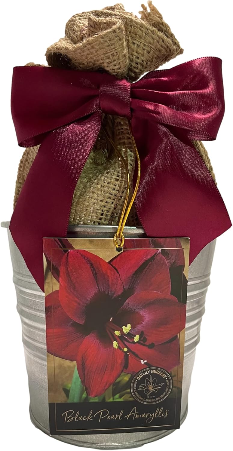 Amazon.com : Amaryllis Holiday Gift Growing Kit, Includes an Rustic Tin ...