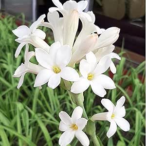 Amazon.com : MOLPOUI Tuberose Bulbs, Tuberose is Adaptable to A Variety ...