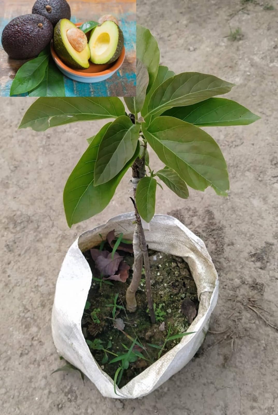 Natura GreenHouse Original Grafted Avocado Lamb Hass Butter Fruit ...