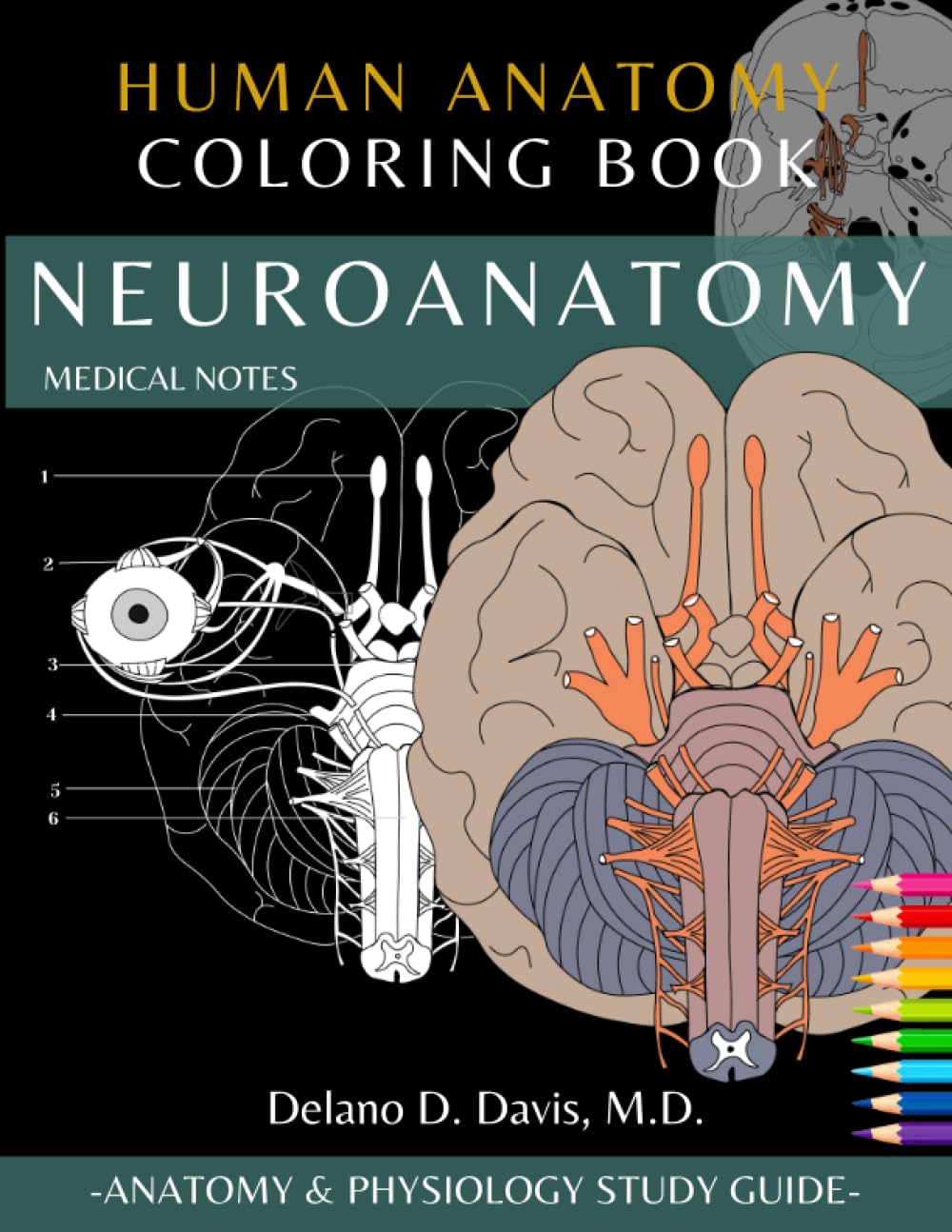 Amazon | Neuroanatomy: Human Anatomy Coloring Book | Medical Notes ...