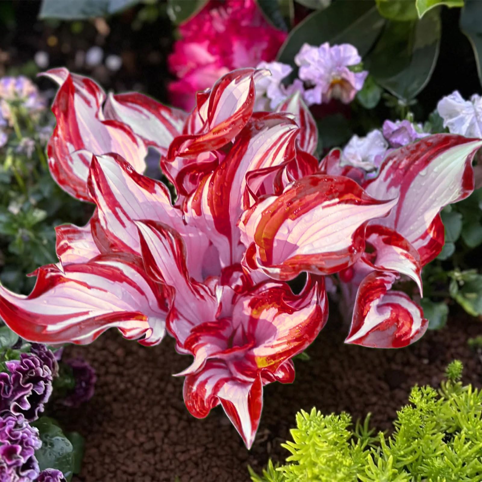 Amazon.com : Floranza Hosta Seeds - 200 Red Hosta Plants with White ...