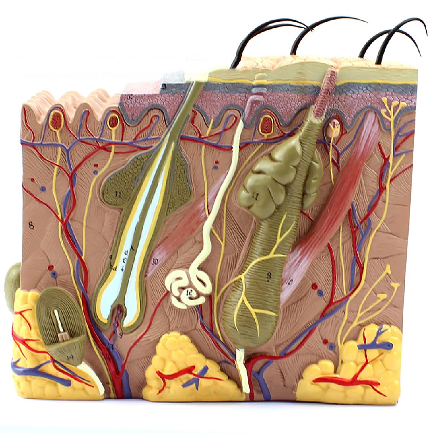 Buy Human Skin Tissue Structure Model, 70 Times Magnification ...