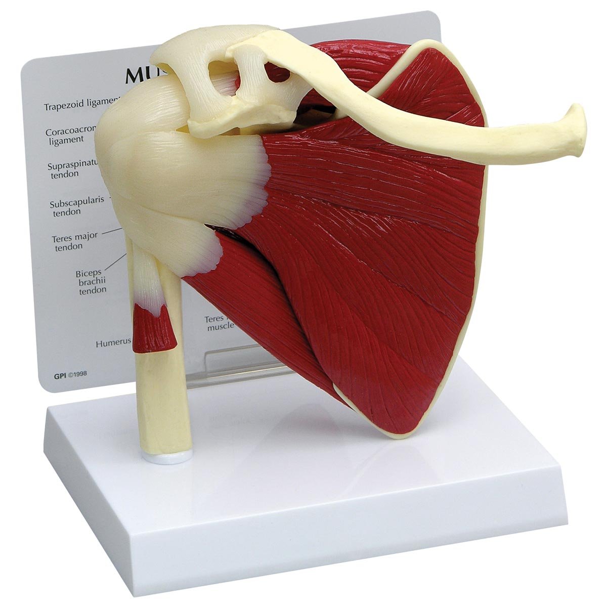 Gpi Anatomicals Shoulder Joint W Muscles Model Human Body Anatomy ...