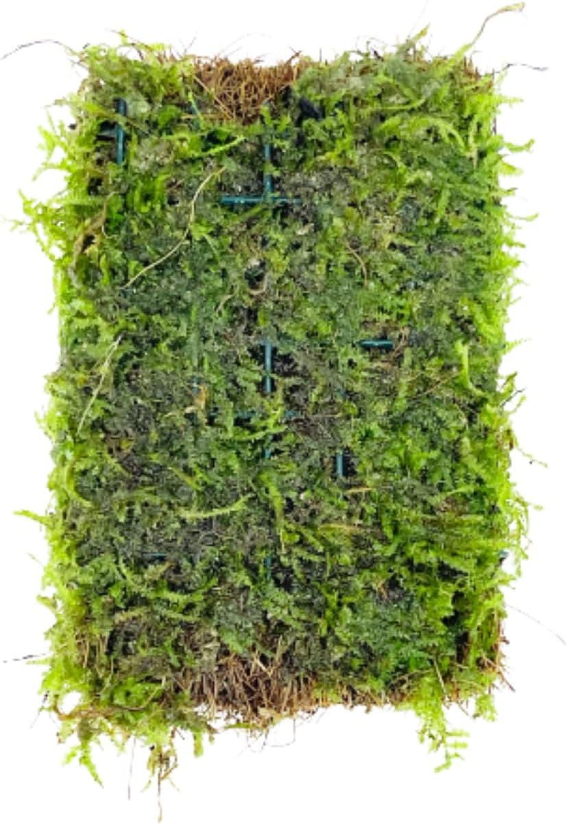 Amazon.com: Planterest - Java Moss Vesicularia Dubyana Mats US Grow ...