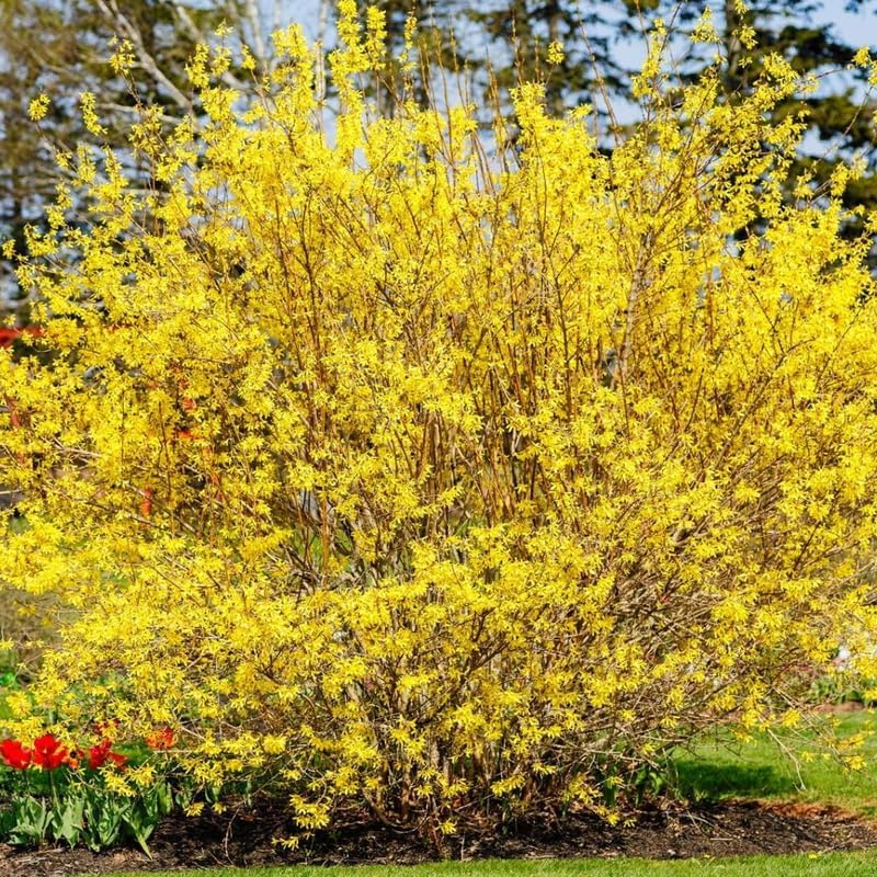 Amazon.com : KETERE 2 Lynwood Gold Forsythia Plants Live 6 to 12 Inch ...